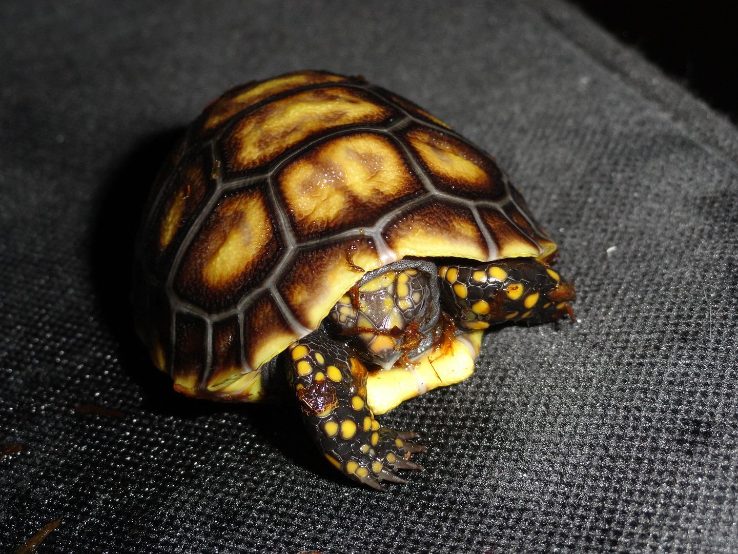 Orange Is The New Black | Tortoise Forum