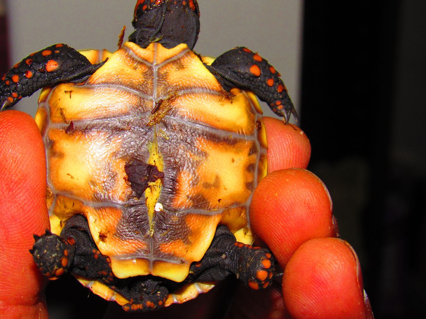 Wango Mango | Tortoise Forum