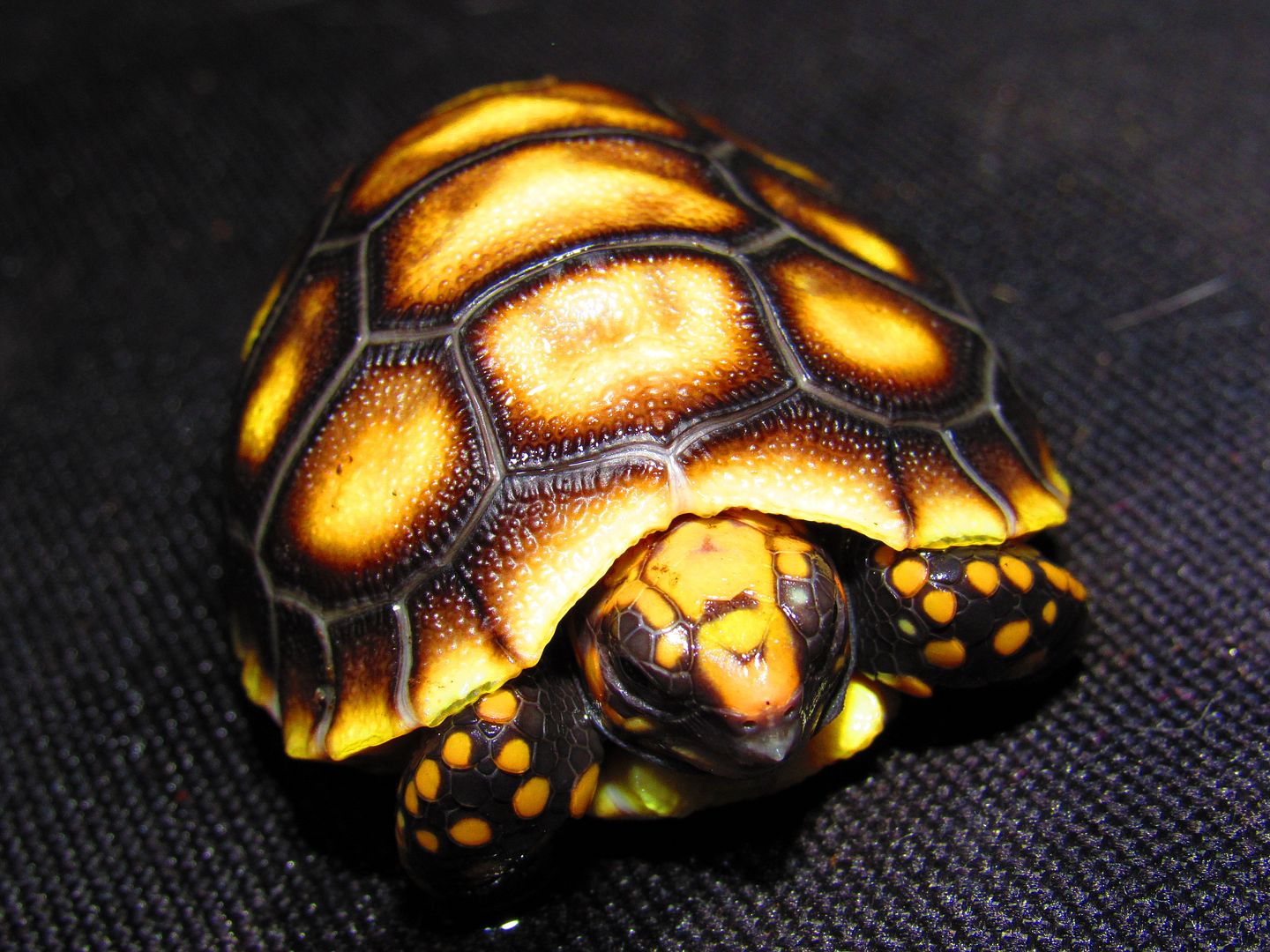 Wango Mango | Tortoise Forum