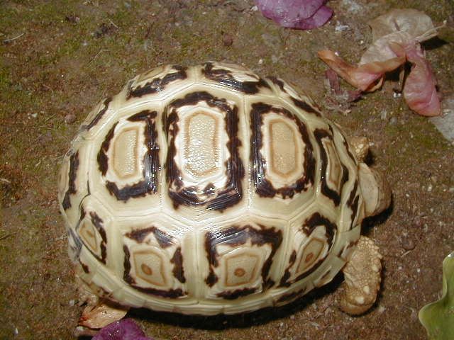 BLONDE, HIGH WHITE, SNOW, LEOPARD | Tortoise Forum