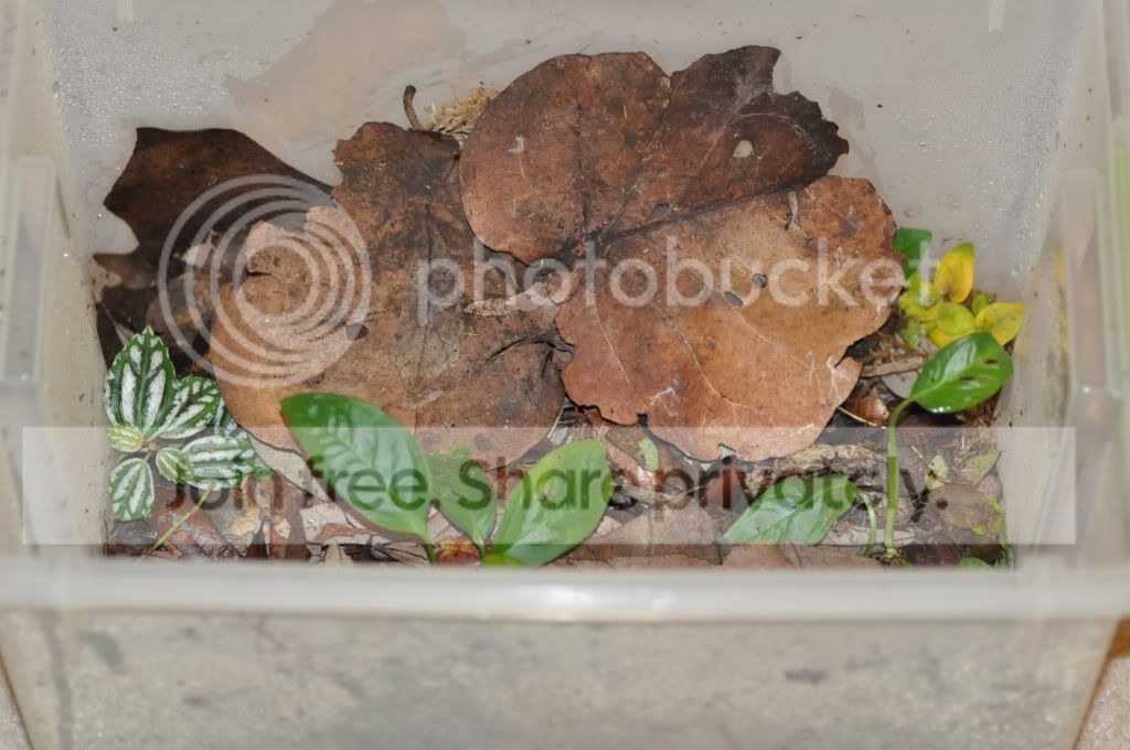 Temporary frog storage / home | Dendroboard