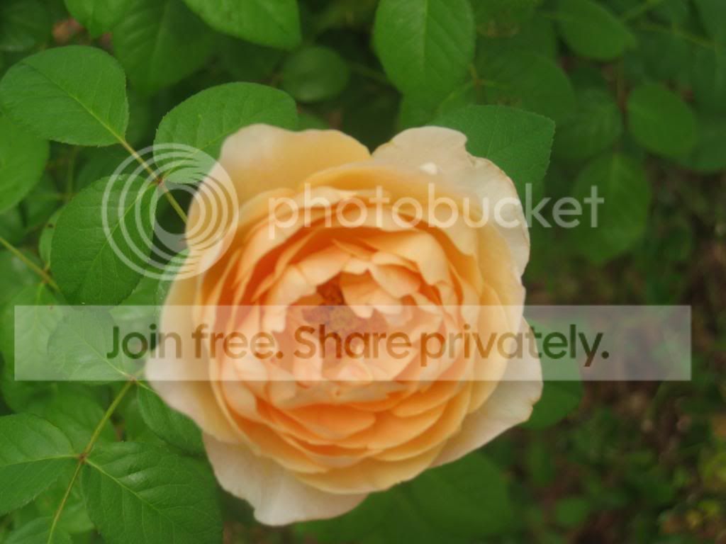 Another request - DA rose?