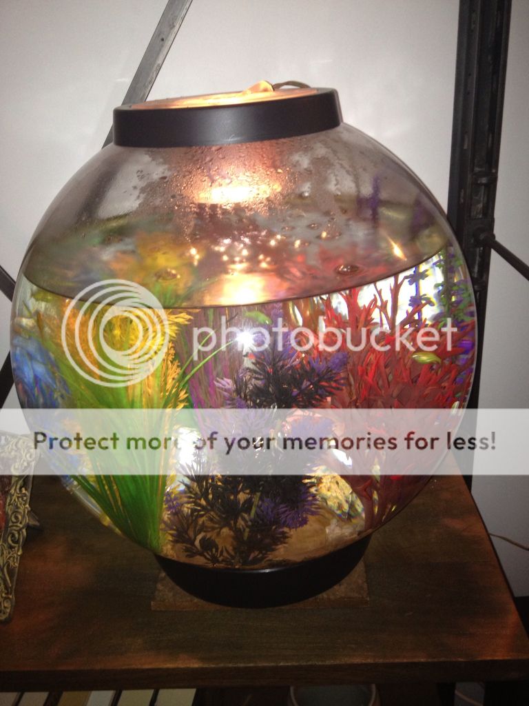 Lets see your fresh / salt water fish tanks - Rolex Forums - Rolex ...